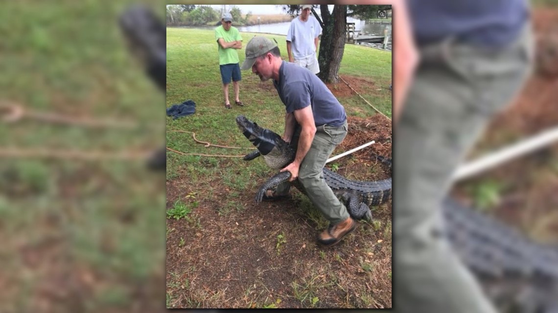 Rare gator encounter in Outer Banks | 13newsnow.com