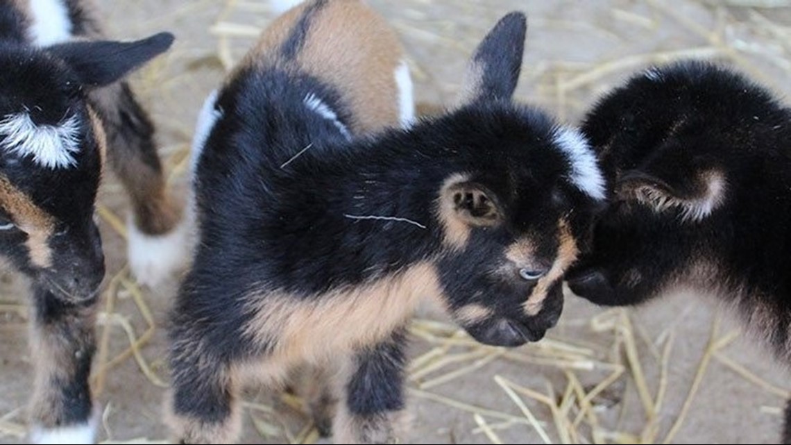 Richmond destination offers chance to win cuddle time with baby goats ...