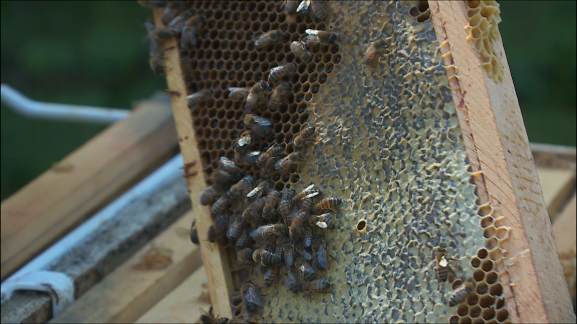Walmart applied for robot bee drone patent, beekeepers are skeptical ...