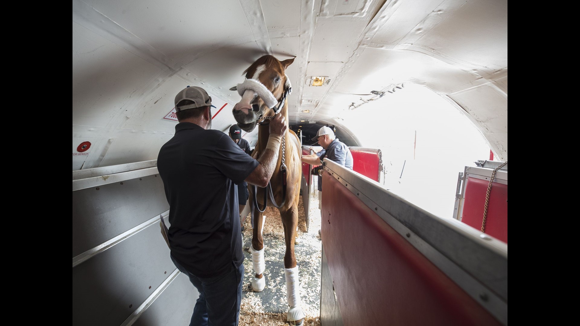 Air Horse One flies horses cross country in style | 13newsnow.com