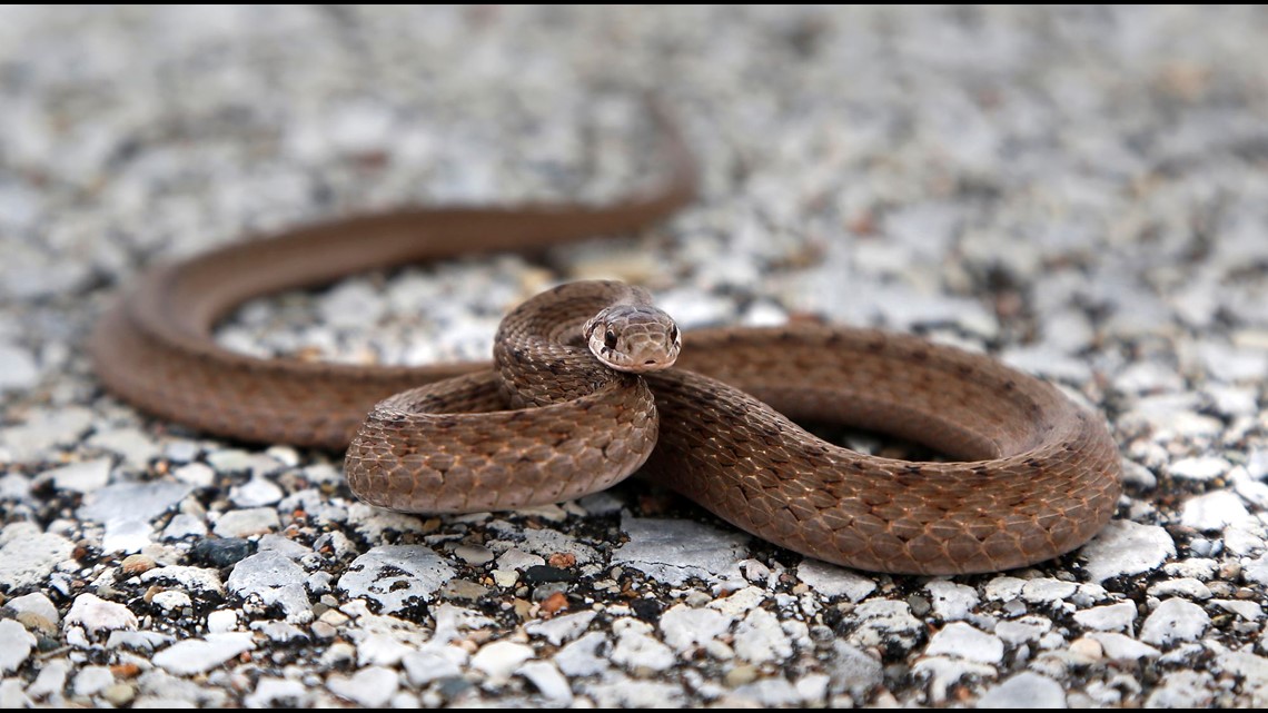 Snake slithers into middle school, bites student | 13newsnow.com