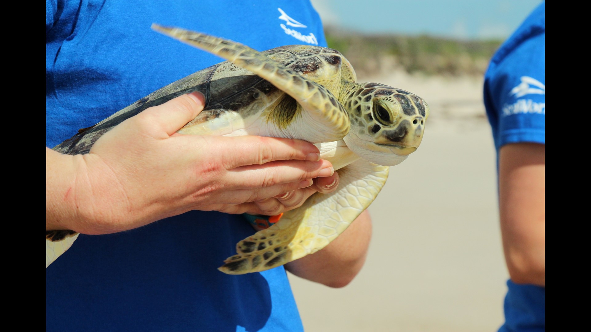 SeaWorld Orlando releases 4 sea turtles into the ocean | 13newsnow.com
