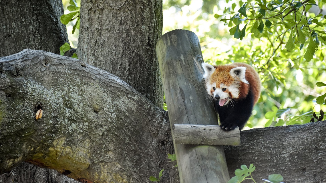 Happy Birthday Bo! Virginia Zoo celebrates first birthday of newest red ...
