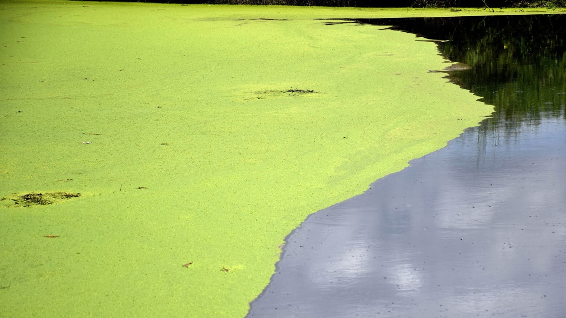 NC health officials warn people to stay away from toxic algae blooms ...