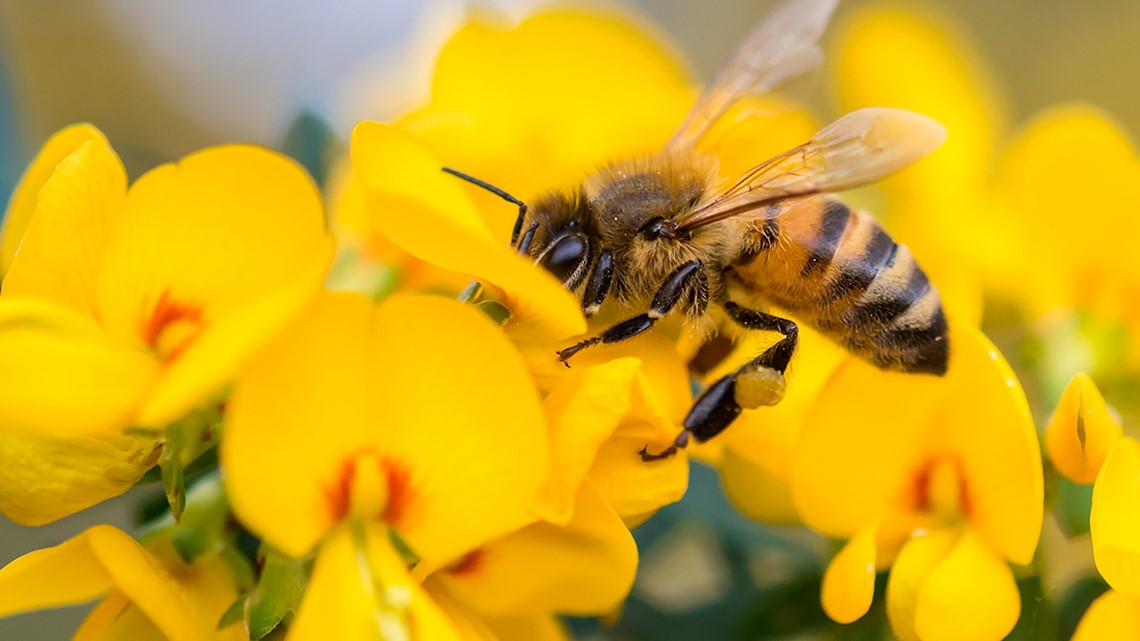 Nearly 60 percent of Virginia honeybees were lost over the winter ...