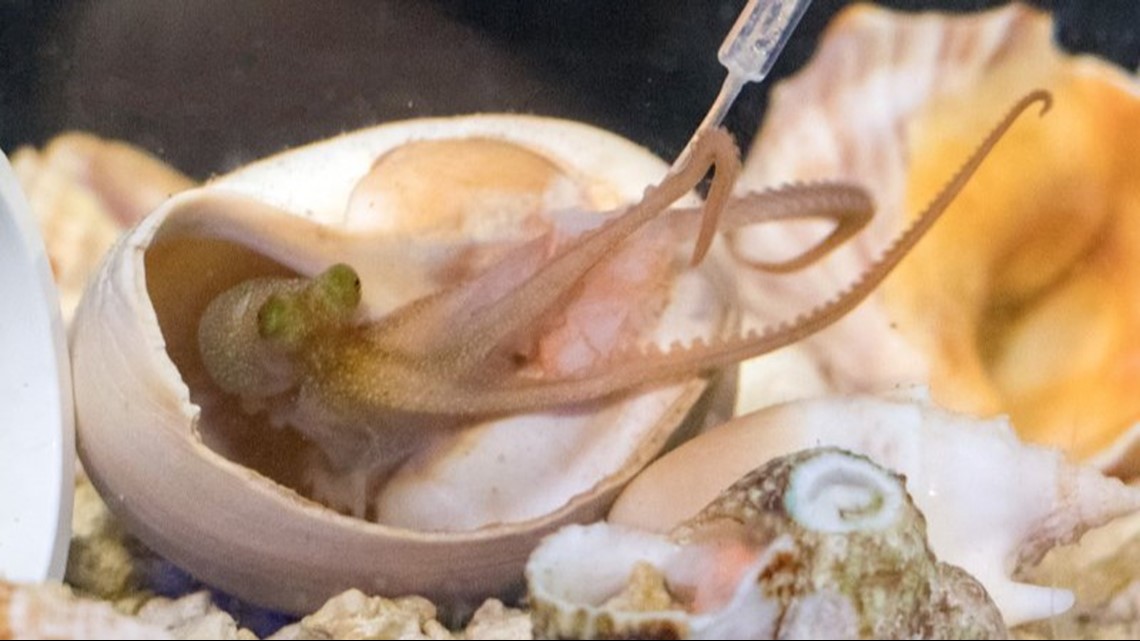 Baby octopus at the Virginia Aquarium unexpectedly died | 13newsnow.com