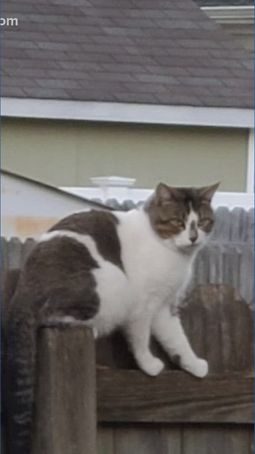 Neighbors report gruesome injuries to cats from suspected traps in ...