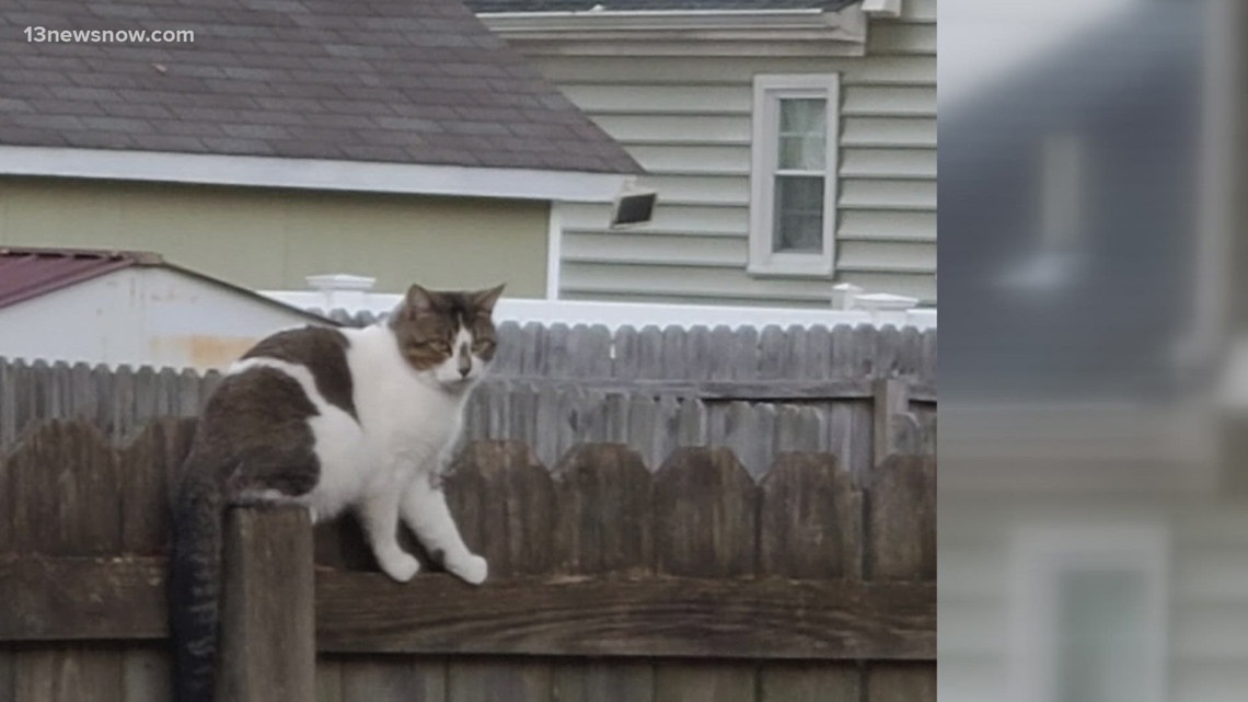Neighbors report gruesome injuries to cats from suspected traps in ...