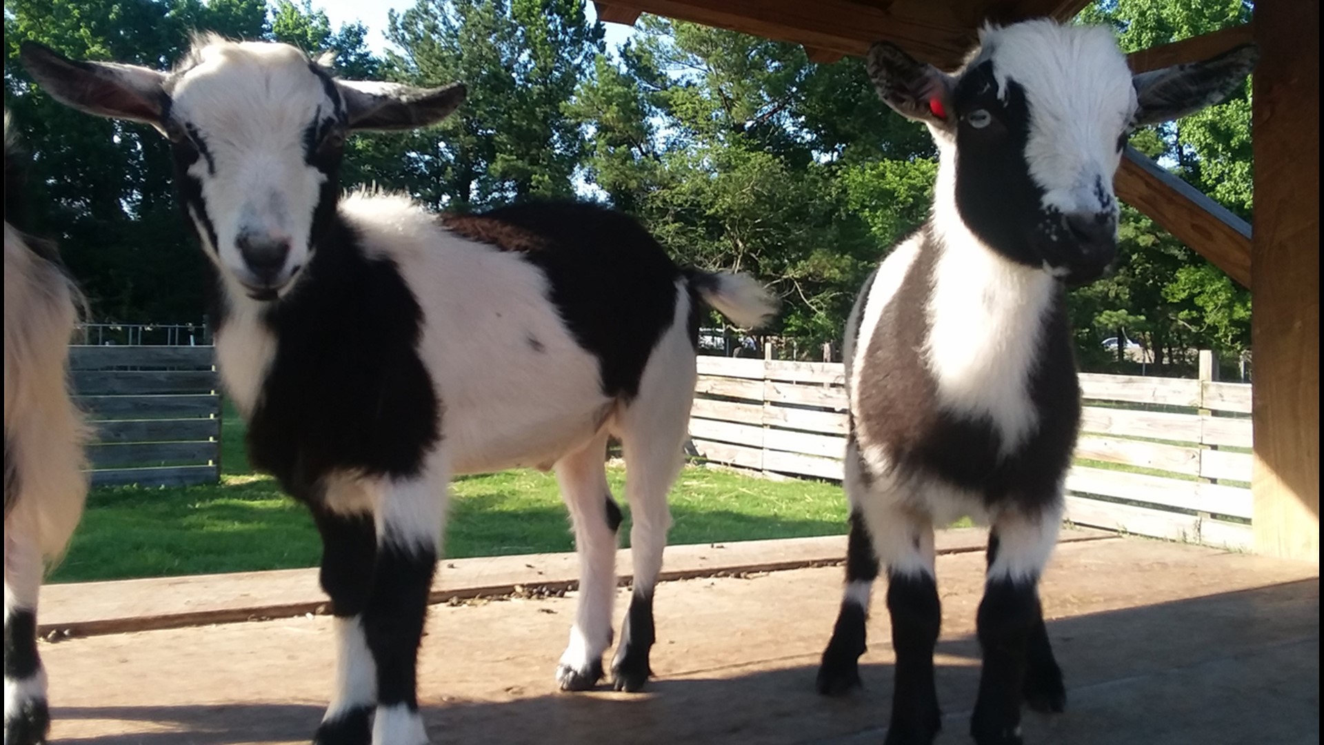 Vote to name Bluebird Gap Farm's two pygmy goats | 13newsnow.com