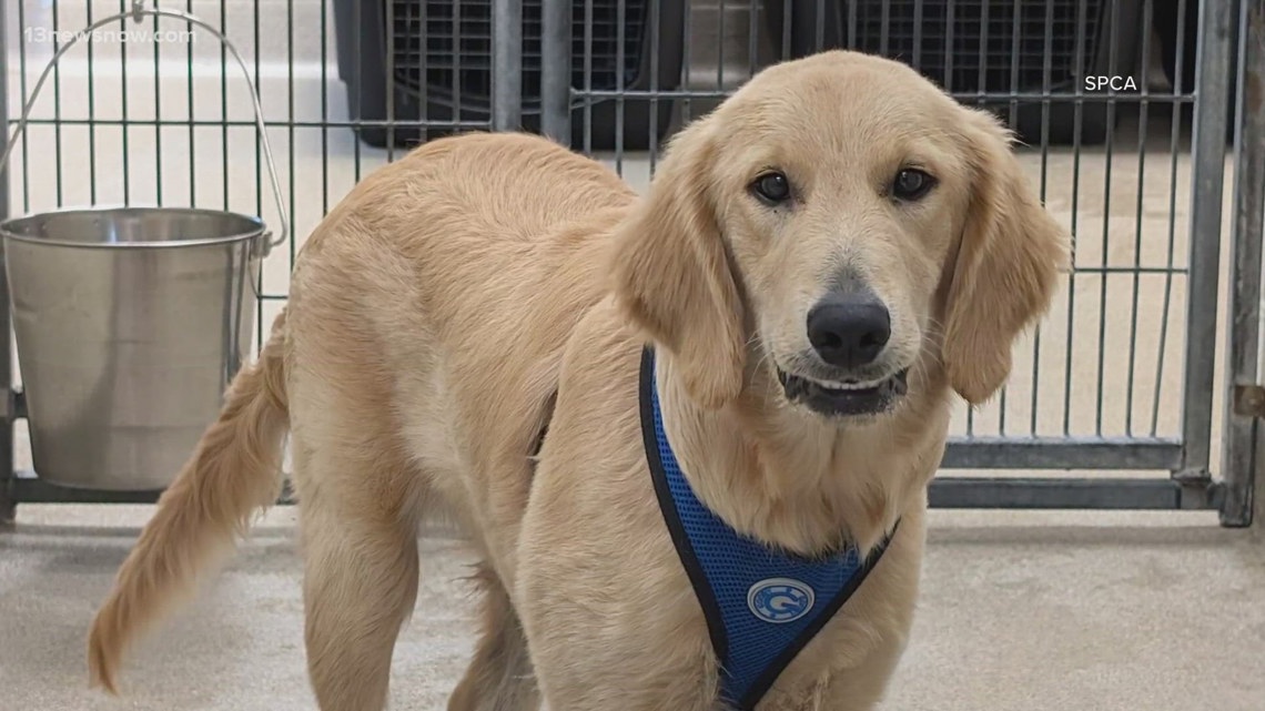 Virginia Beach SPCA takes in 29 dogs surrendered from commercial ...