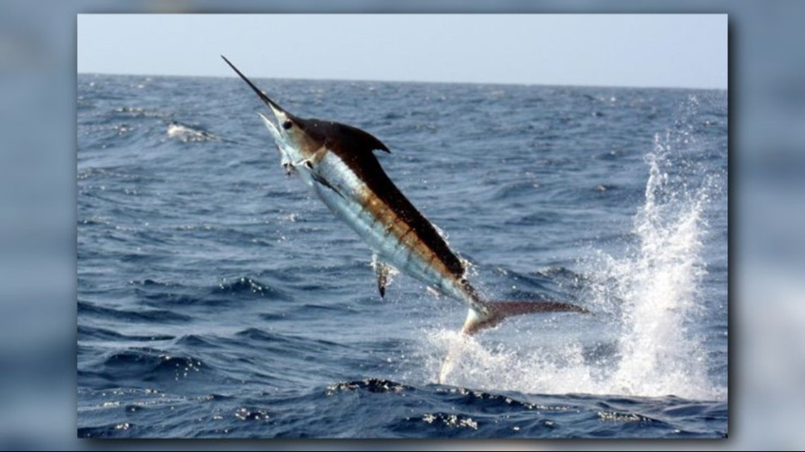 What You'll Reel In | Types Of Fish You'll Catch In The Outer Banks ...