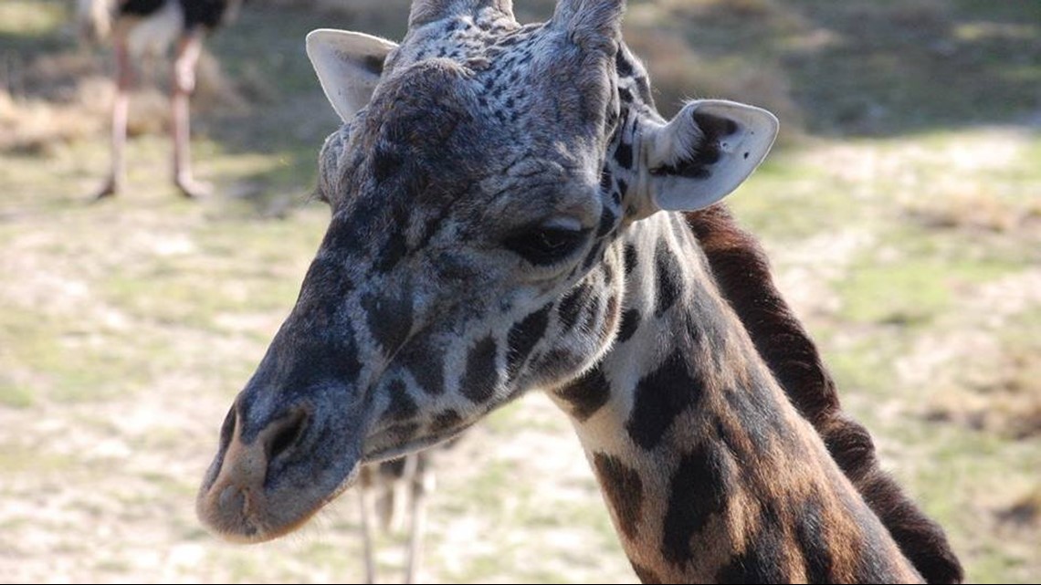 Virginia Zoo giraffe Billy turns 17 years old | 13newsnow.com