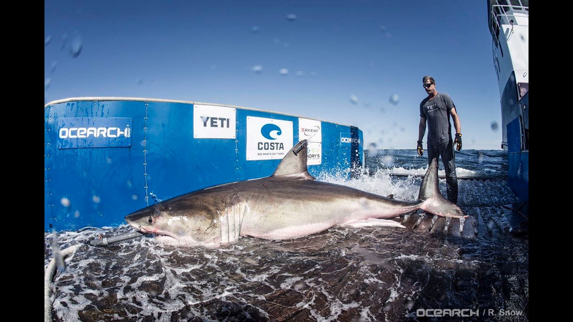 Katherine the great white shark spotted off Virginia coast | 13newsnow.com