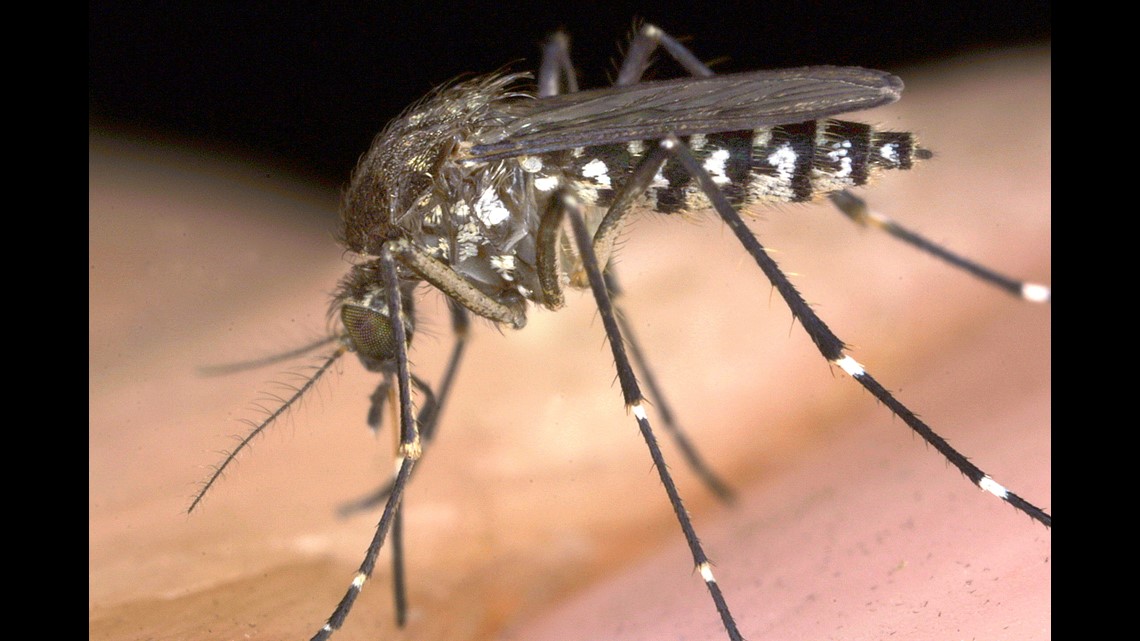 After Florence, communities work to keep mosquitoes at bay | 13newsnow.com