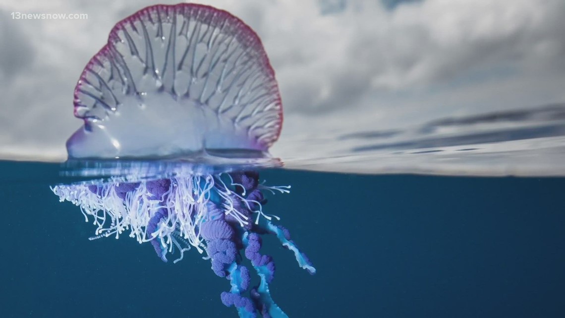Portuguese Man O'War sea creatures washing up on area beaches ...