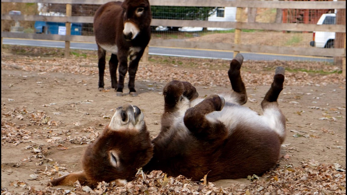 Donkeys at mini ranch help people de-stress | 13newsnow.com