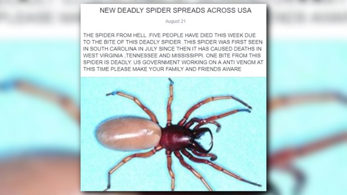 VERIFY: Deadly new spider spreading across the U.S.? | 13newsnow.com