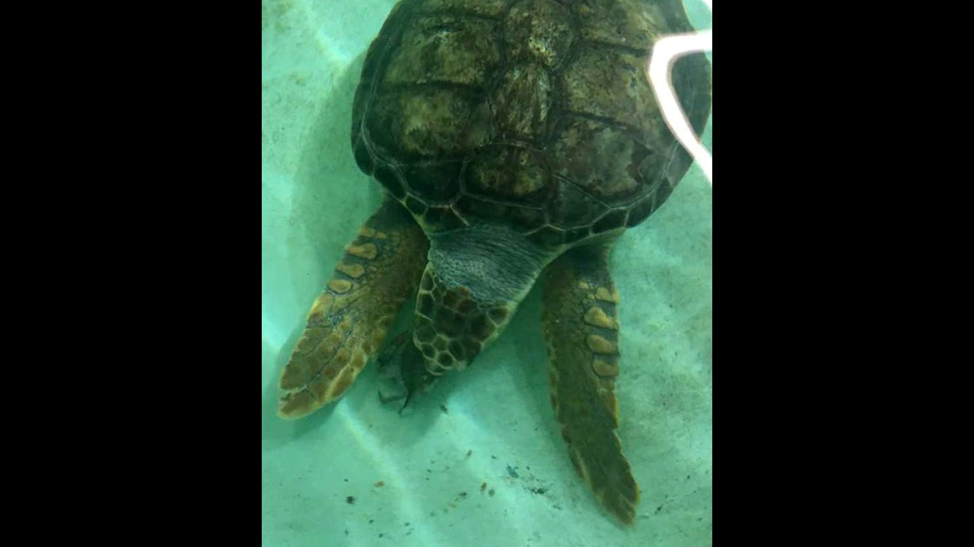 Virginia Aquarium releases 5 sea turtles behind Neptune's Park ...