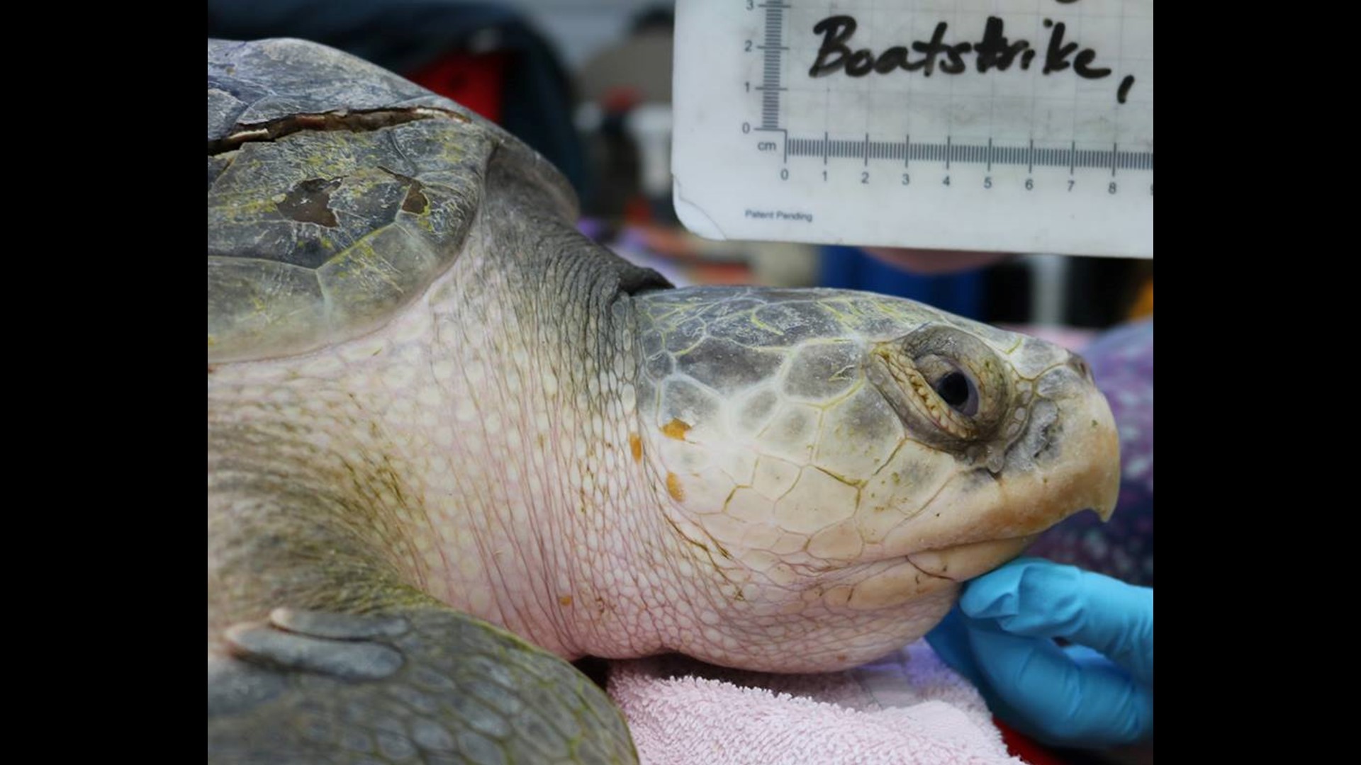 Virginia Aquarium releases 5 sea turtles behind Neptune's Park ...