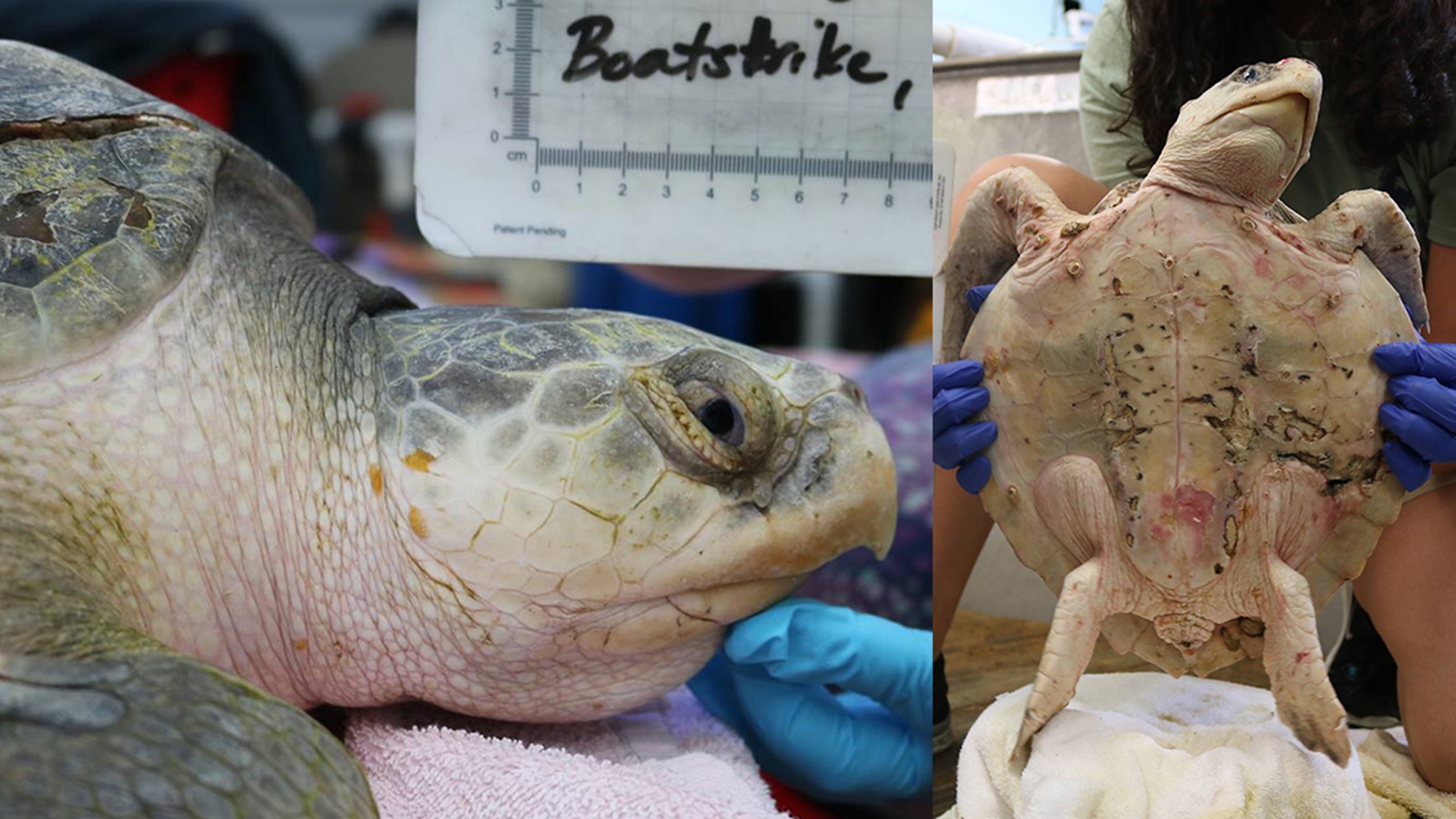 Virginia Aquarium releases 5 sea turtles behind Neptune's Park ...