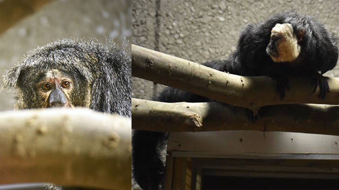 Virginia Zoo welcomes 2 Saki monkeys, Jackie and Lionel | 13newsnow.com
