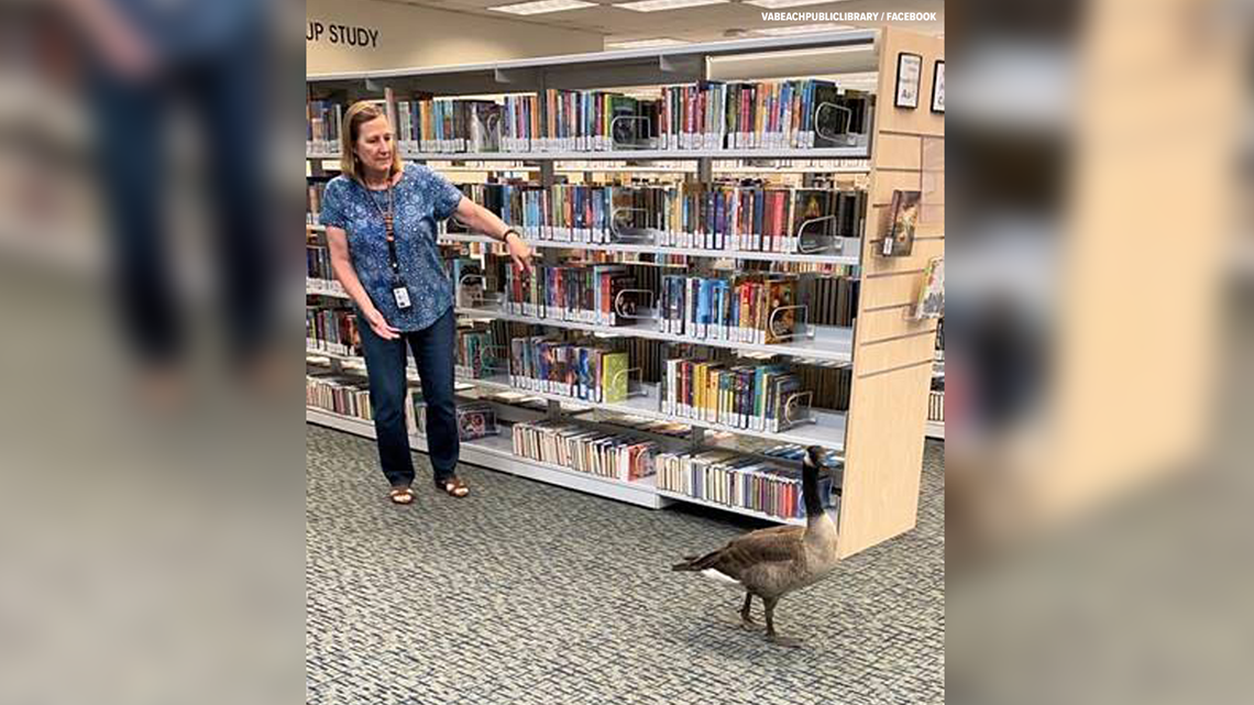 A Virginia Beach library had an unusual visitor waddle through its ...