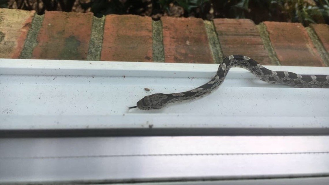 Four-year-old boy finds snake slithering on window sill | 13newsnow.com