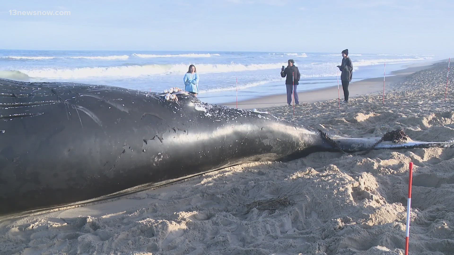 Dead humpback whale washes ashore in Kitty Hawk | 13newsnow.com