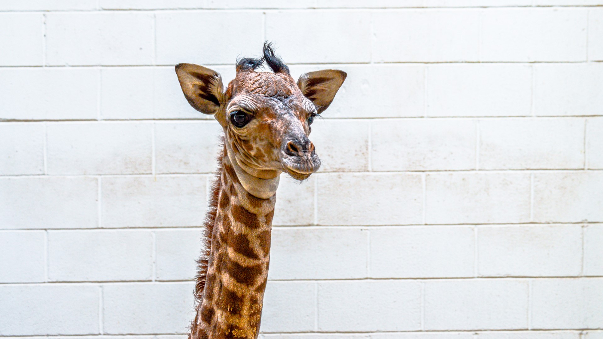 A baby giraffe was just born at the Virginia Zoo. And you can help name ...