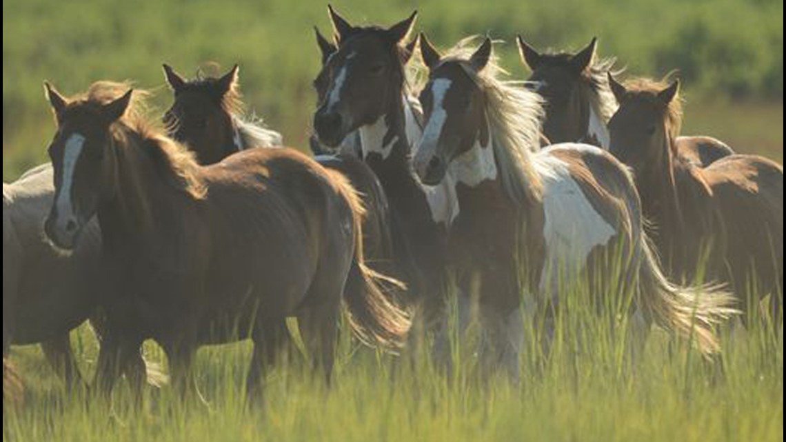 Chincoteague pony dies of 'swamp cancer'; new medicine hat pony born ...