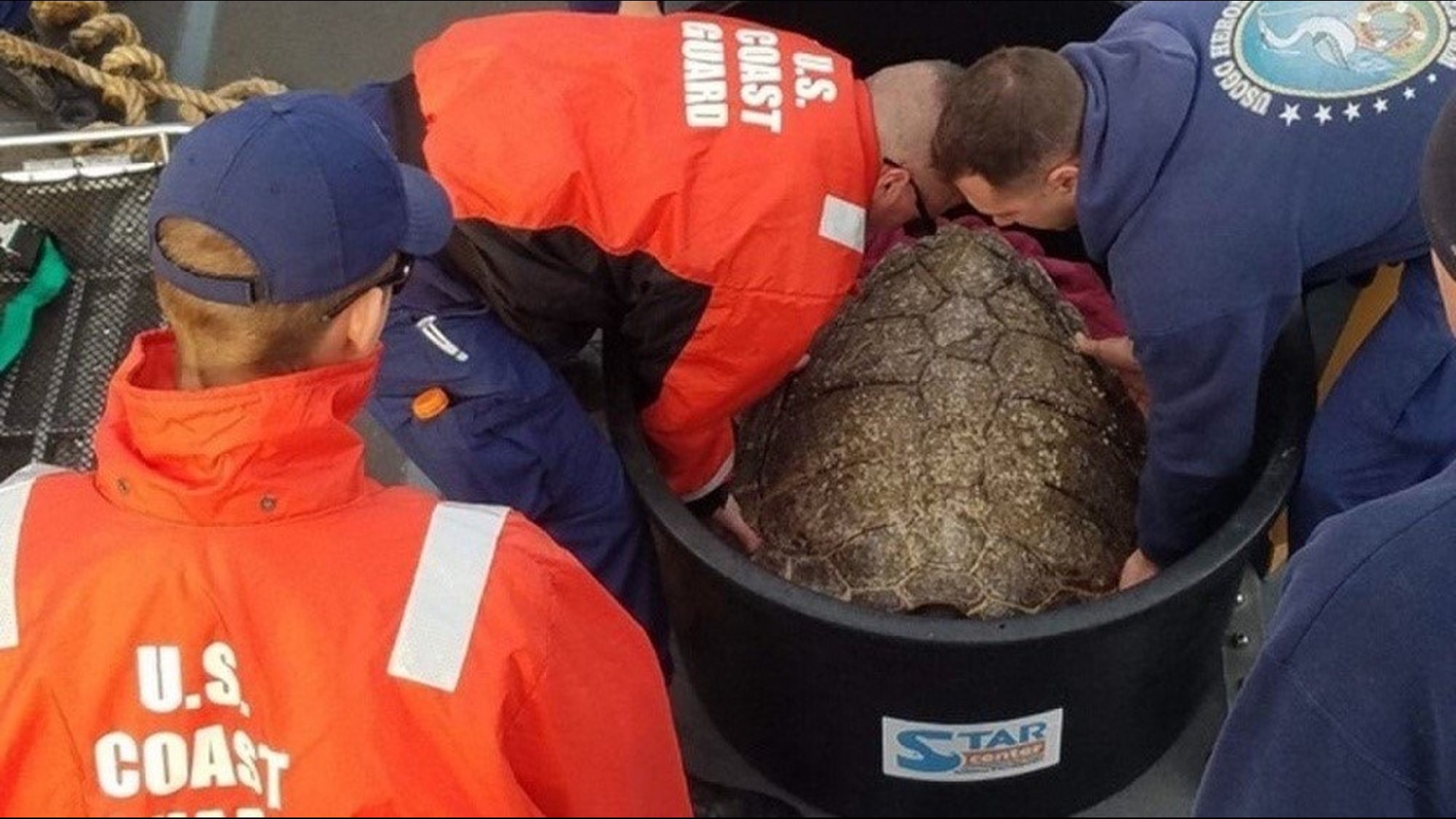 Sea turtles released by Coast Guard, North Carolina Aquarium ...