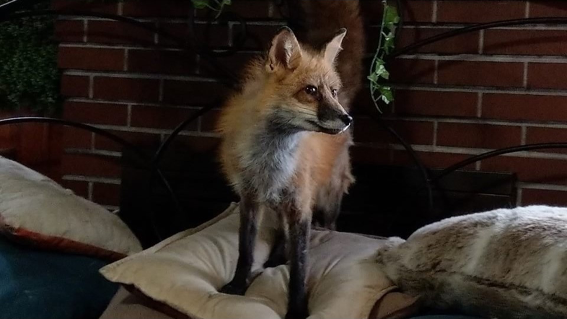 Missing pet fox in Chesapeake found but has died, owner says ...