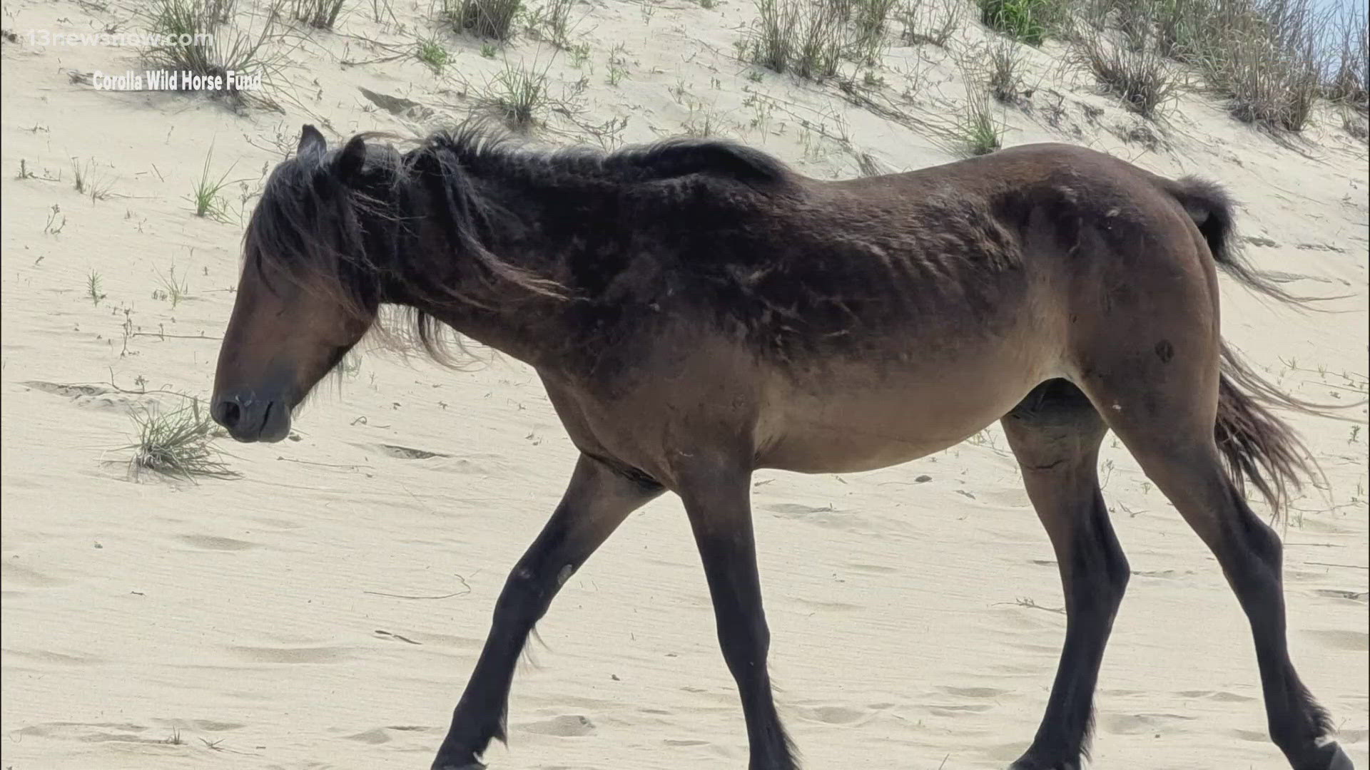 Banker stallion dies after collision on beach | 13newsnow.com