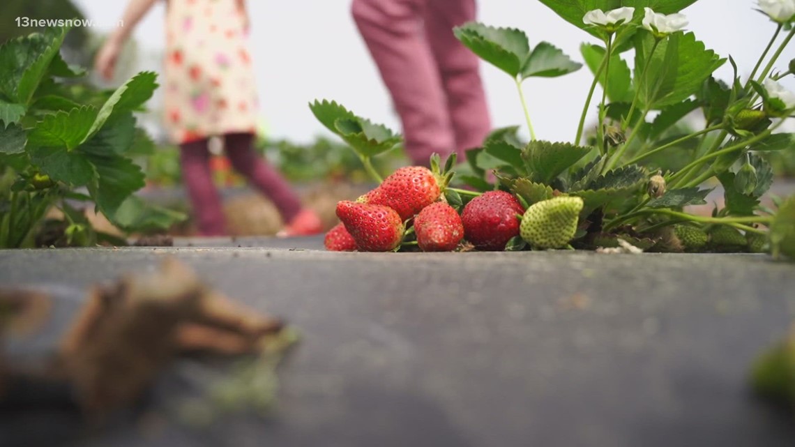 Strawberry season has arrived in Hampton Roads | 13newsnow.com
