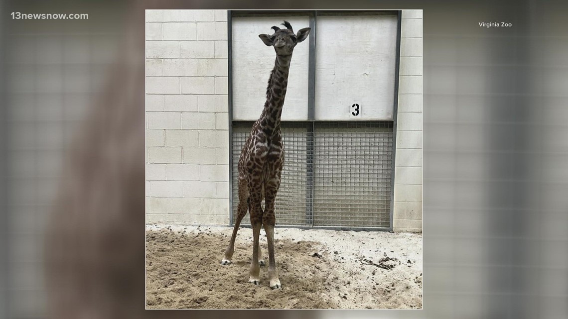 Baby giraffe born at the Virginia Zoo | 13newsnow.com