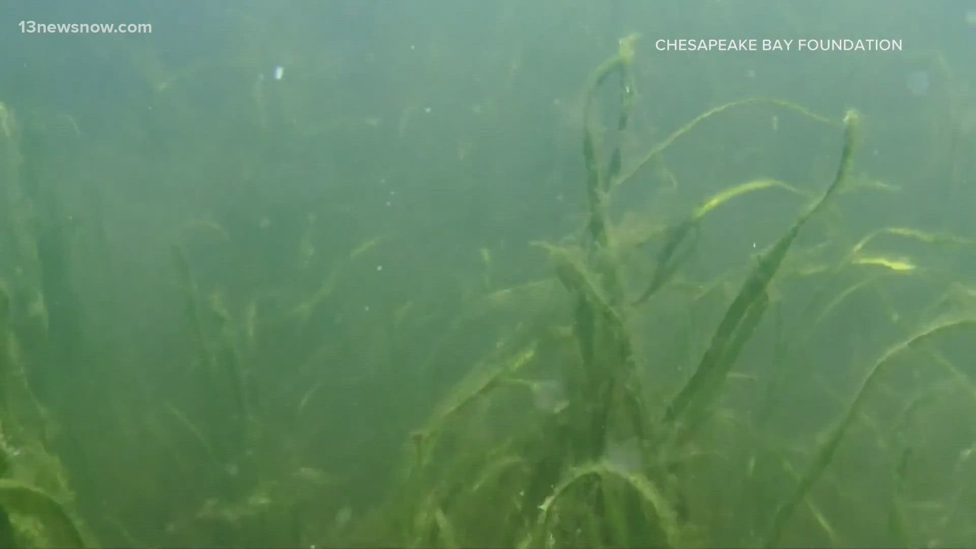 Chesapeake Bay faces seagrass shift impacting marine life | 13newsnow.com