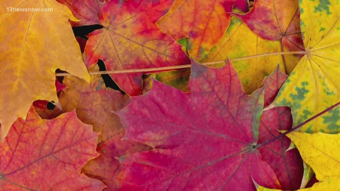 Hampton Roads fall foliage guide: 5 places to see the leaves ...
