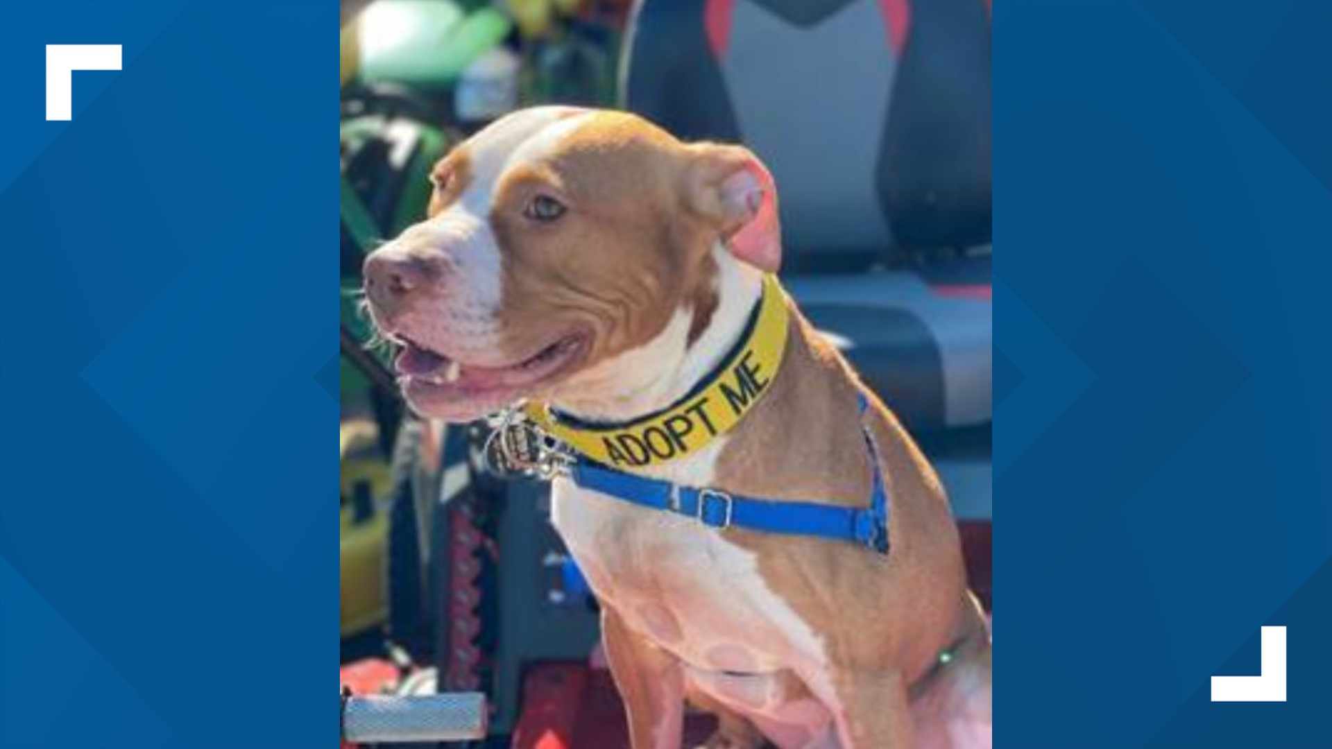 Norfolk Animal Care and Adoption Center adds field trip program for ...