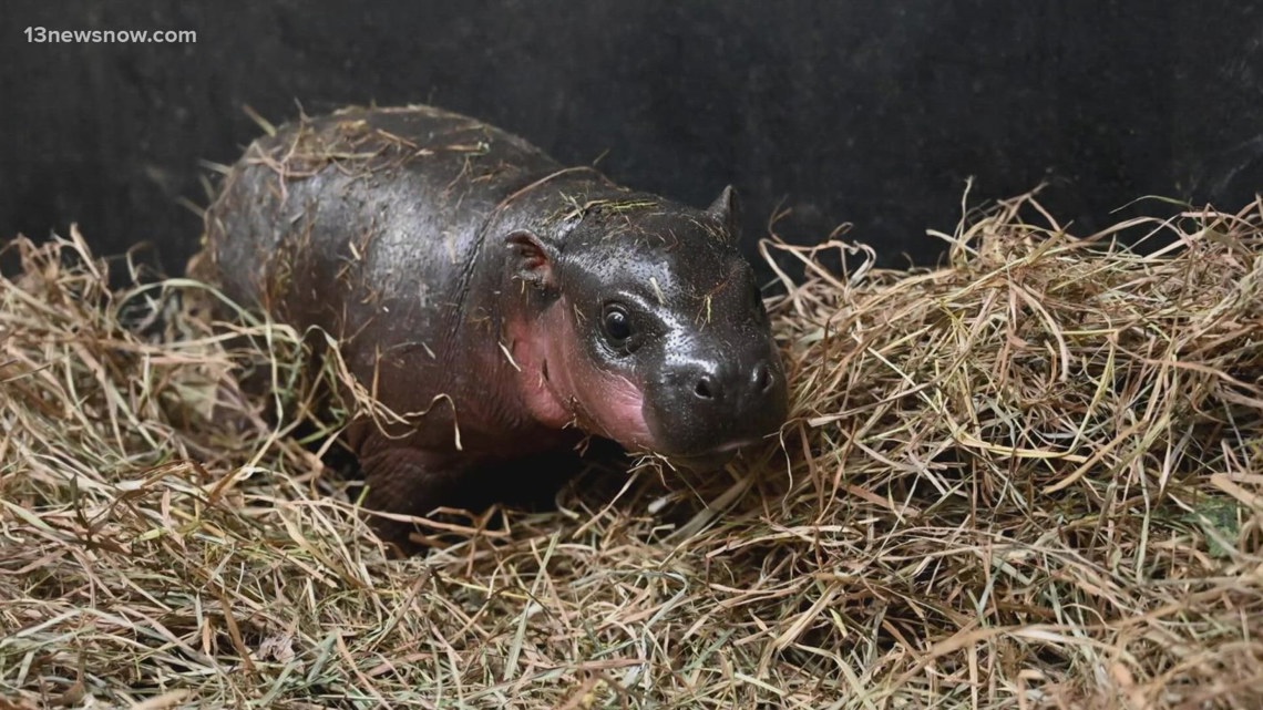 New pygmy hippo takes internet by storm as public decides name ...
