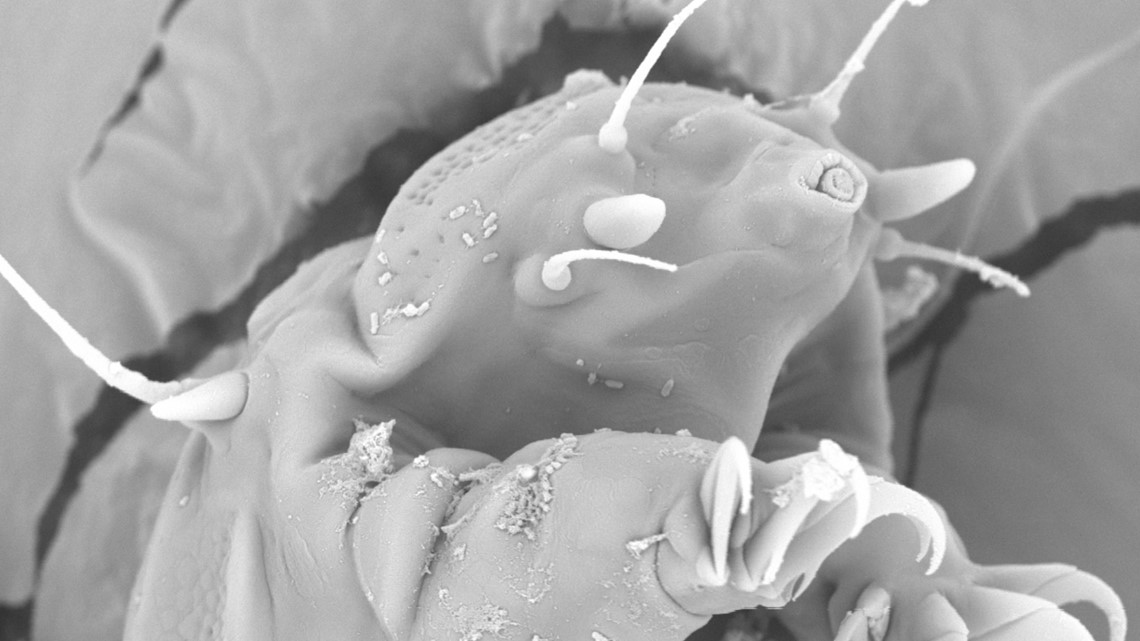 Science Says: Tiny 'water bears' can teach us about survival ...