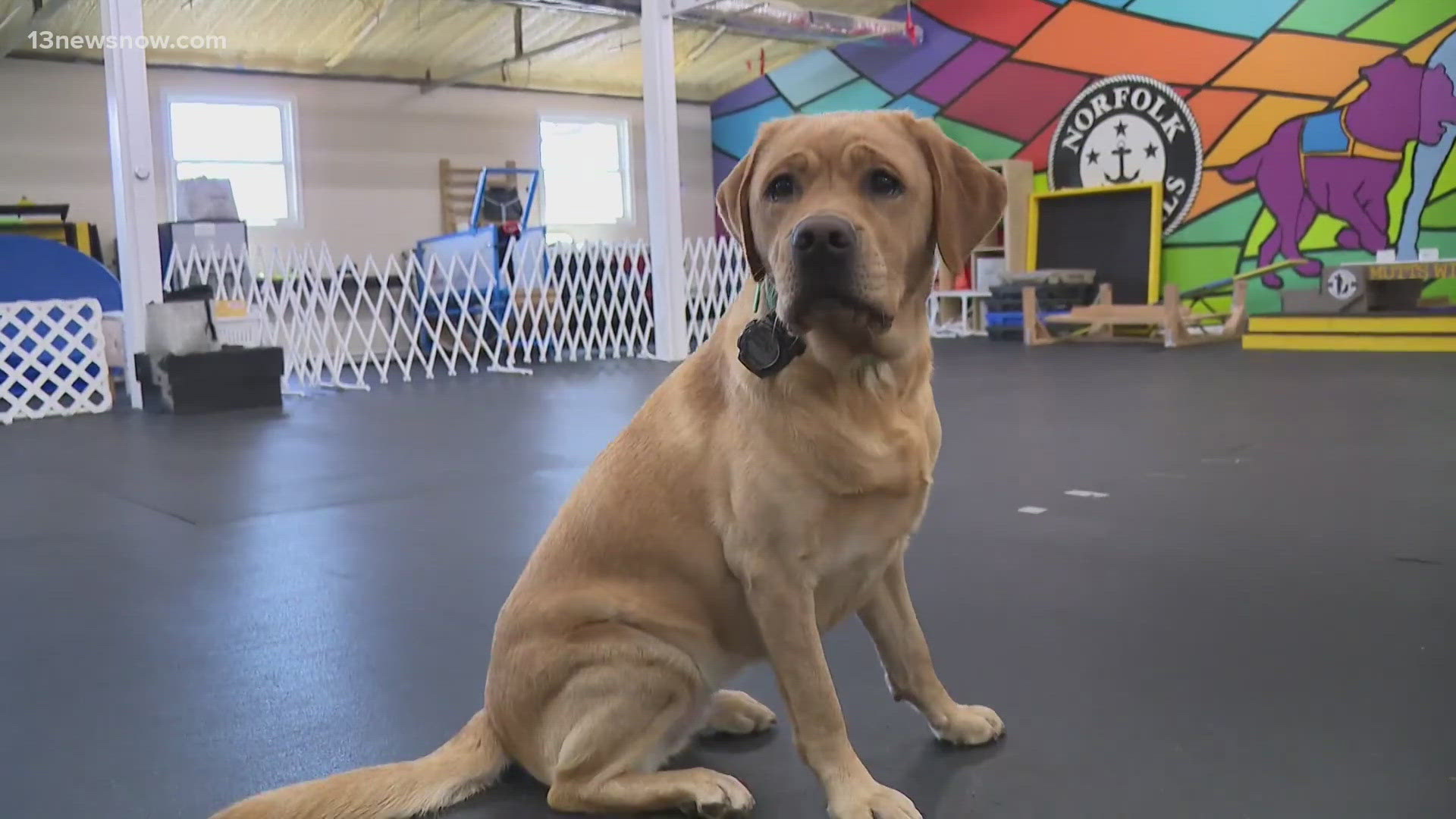 Virginia Beach's Mutts With A Mission Empowers Veterans | 13newsnow.com