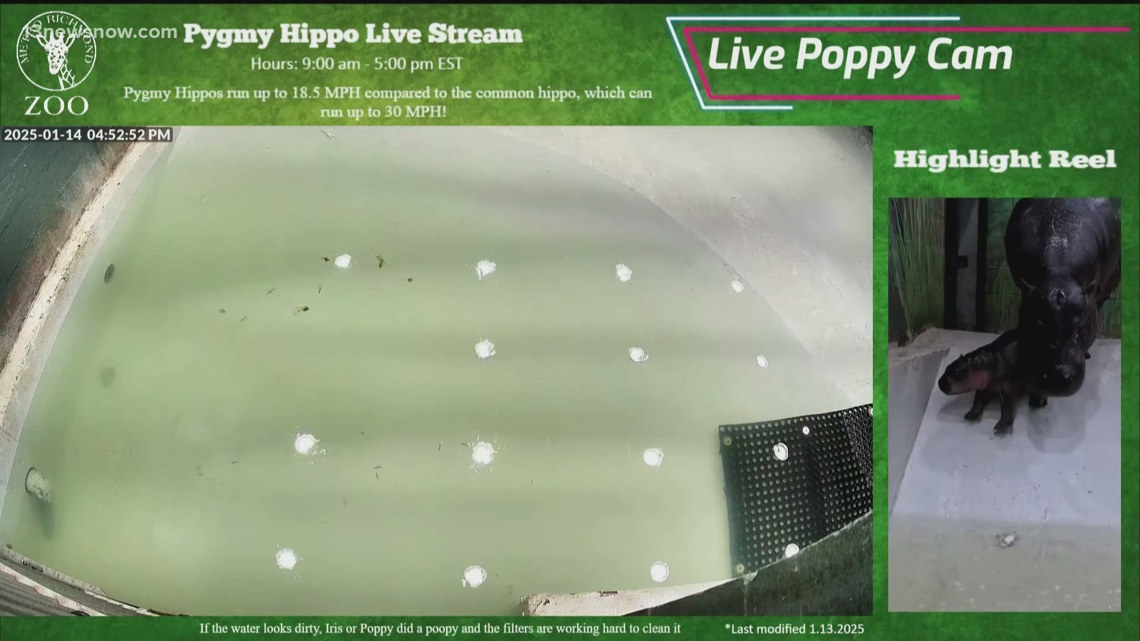 Brand new 'Poppy Cam' highlights baby hippo and her mom at Virginia zoo ...