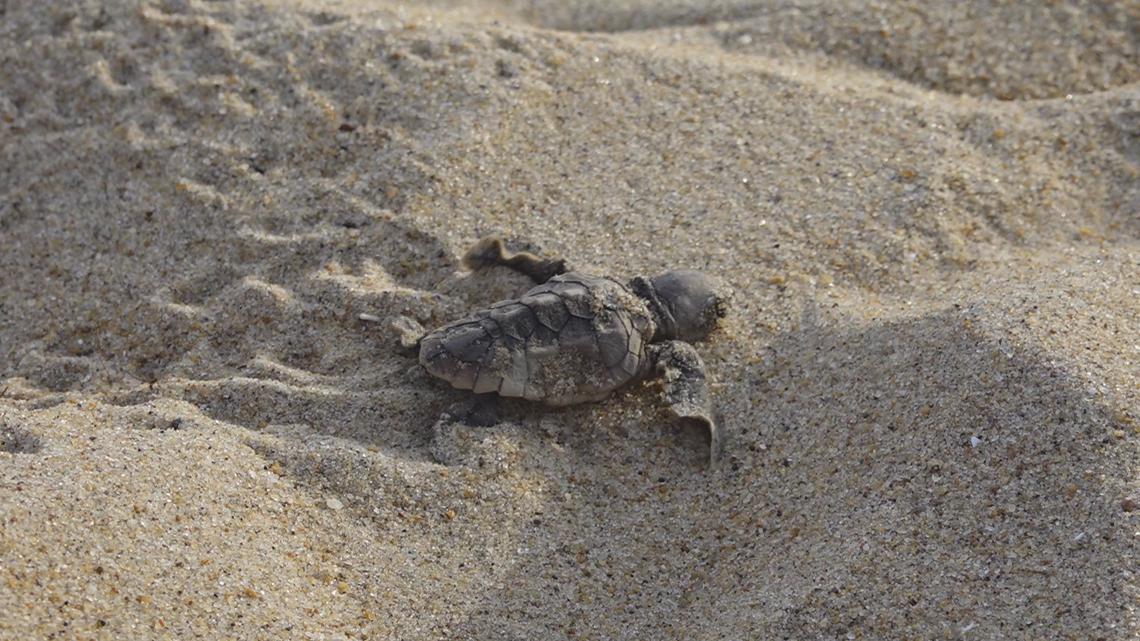 A Sea Turtle Nest On Cape Hatteras National Seashore Just Erupted With 64 Hatchlings