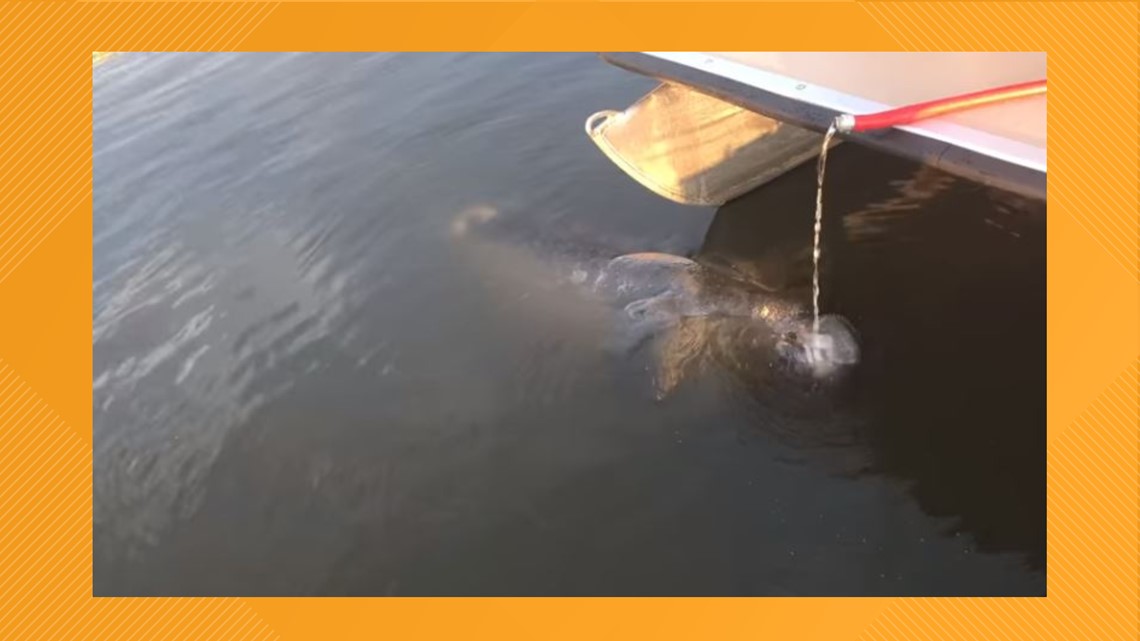 Virginia Beach: Report manatee sightings to the Virginia Aquarium's ...