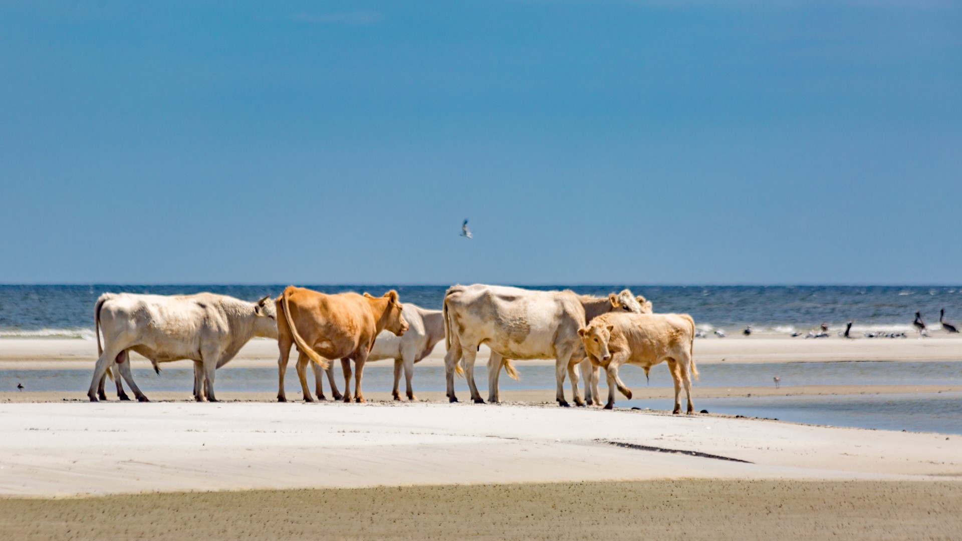 Cows cast away by Hurricane Dorian found alive on Outer Banks ...