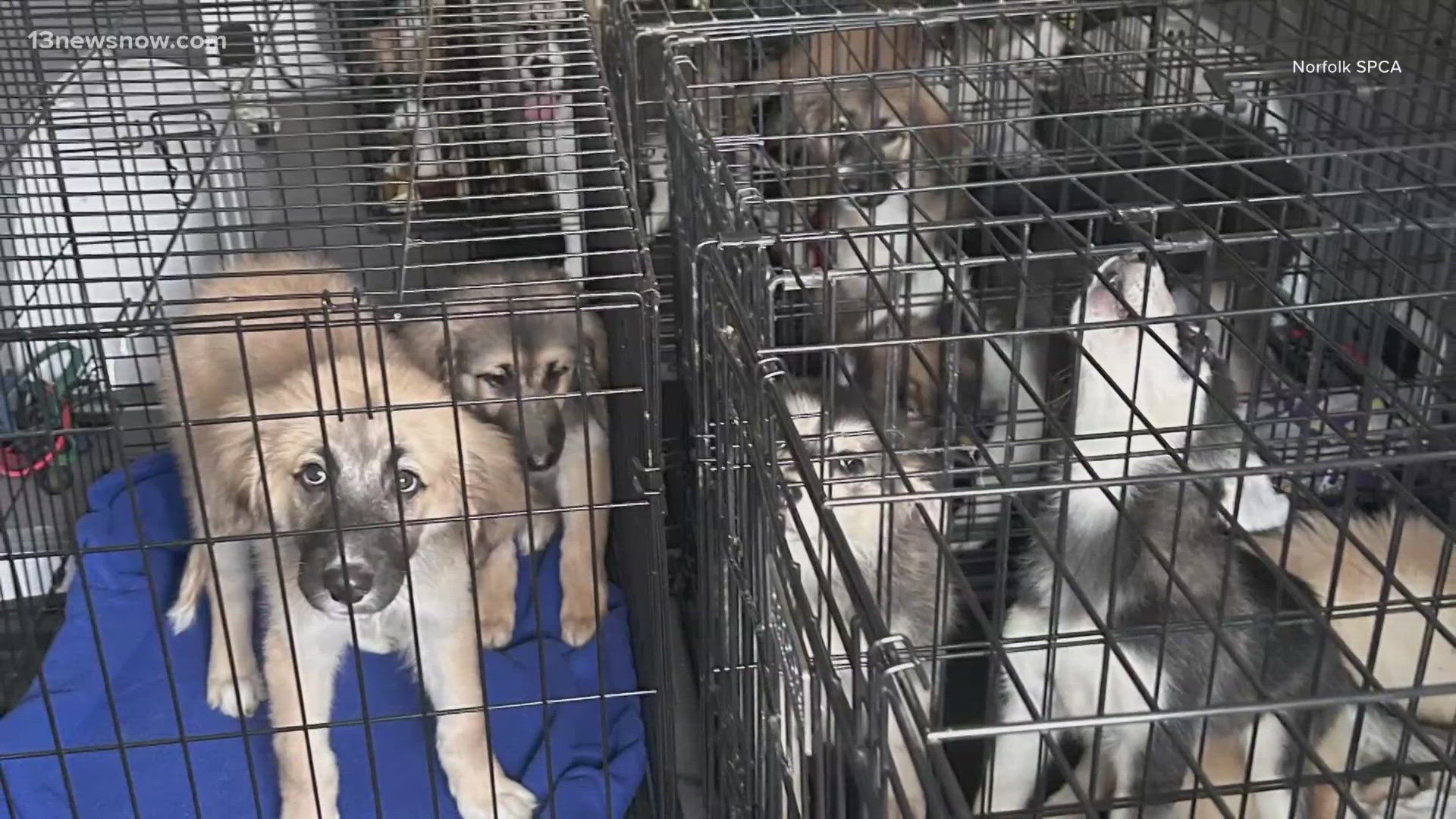 Norfolk SPCA seeks help for 'lucky 13' rescued dogs | 13newsnow.com