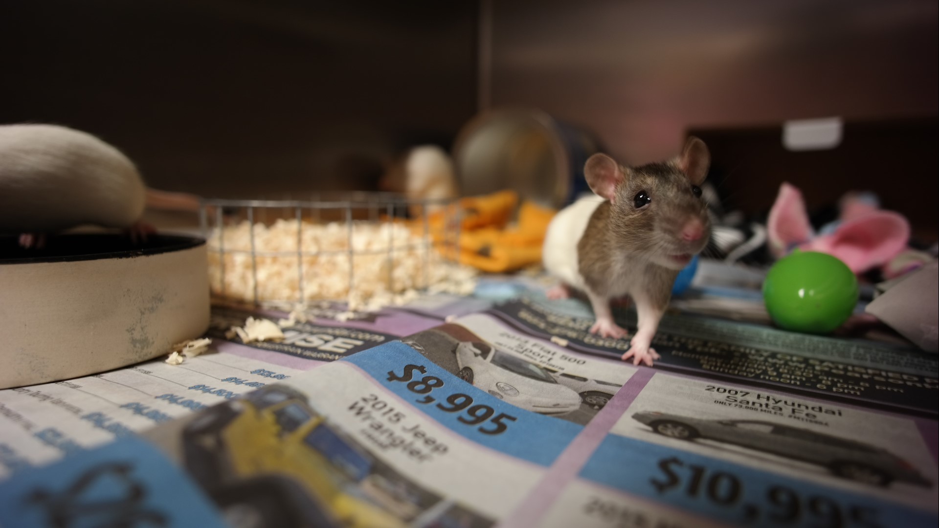 Rats up for adoption at Isle of Wight Animal Shelter | 13newsnow.com
