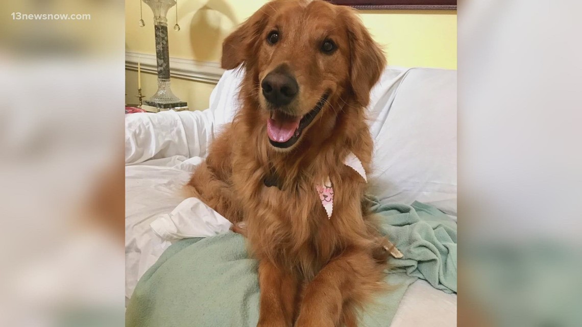 Bentley, former 13News Now meteorologist Tim Pandajis' golden retriever and star of 'Bentley and ...