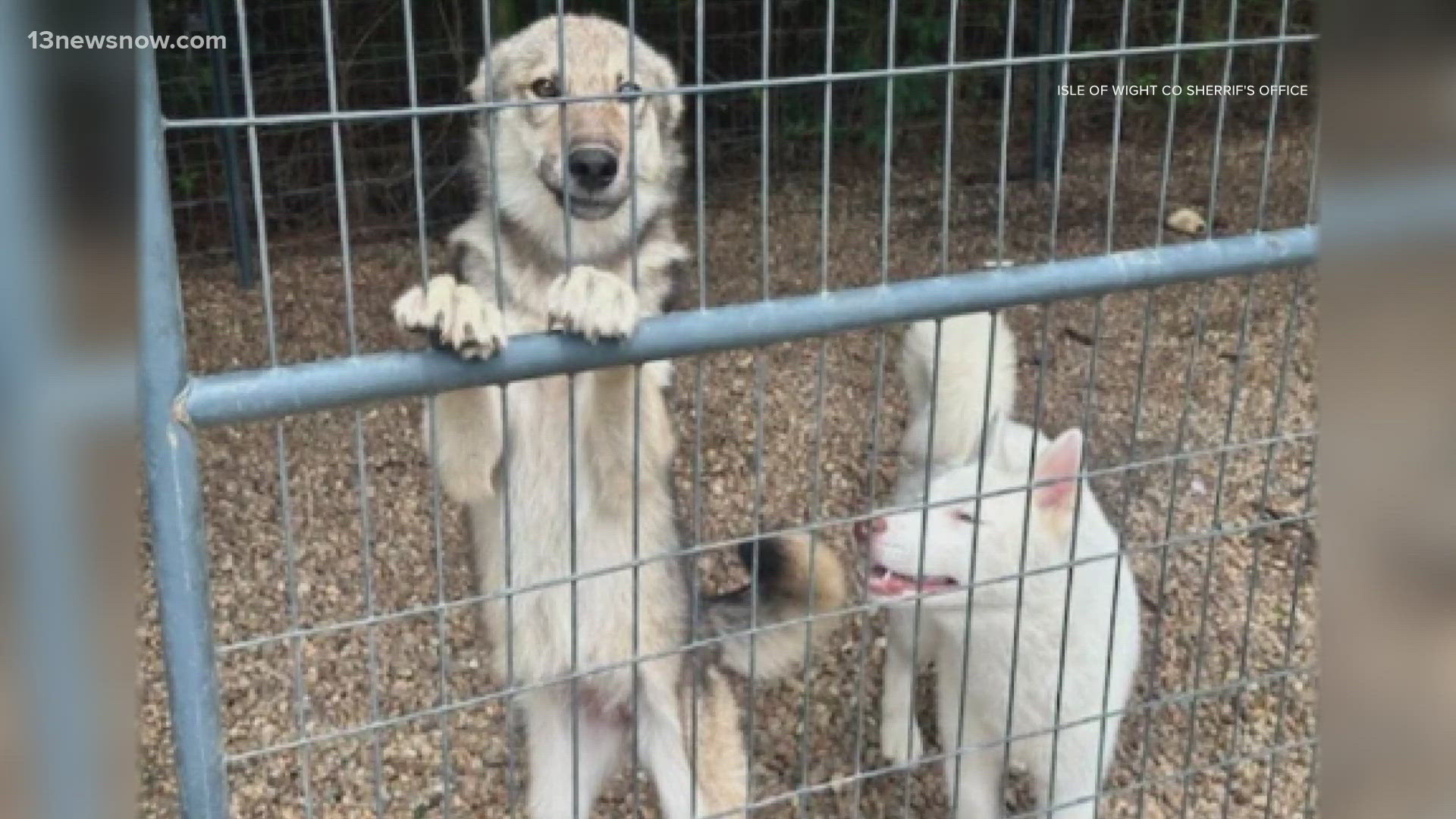 Over 40 animals rescued in poor condition from Carrollton home | 13newsnow.com