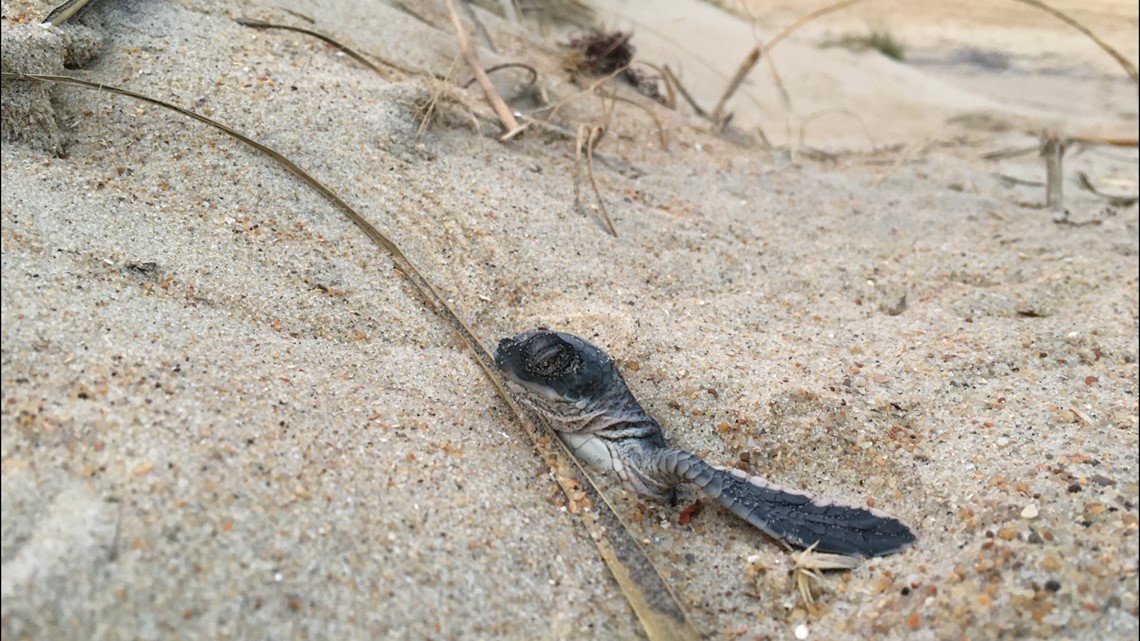 104 Sea Turtle Hatchlings Found Safely Released Into Ocean In The Outer Banks